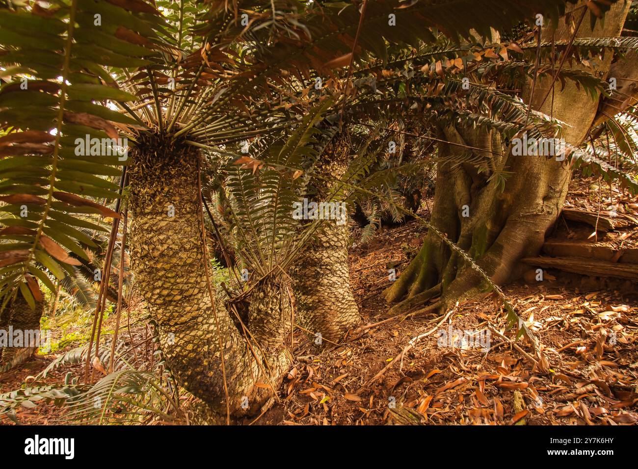 Modjadji Cycad (Encephalartos transvenosus) in the Modjadji Nature ...