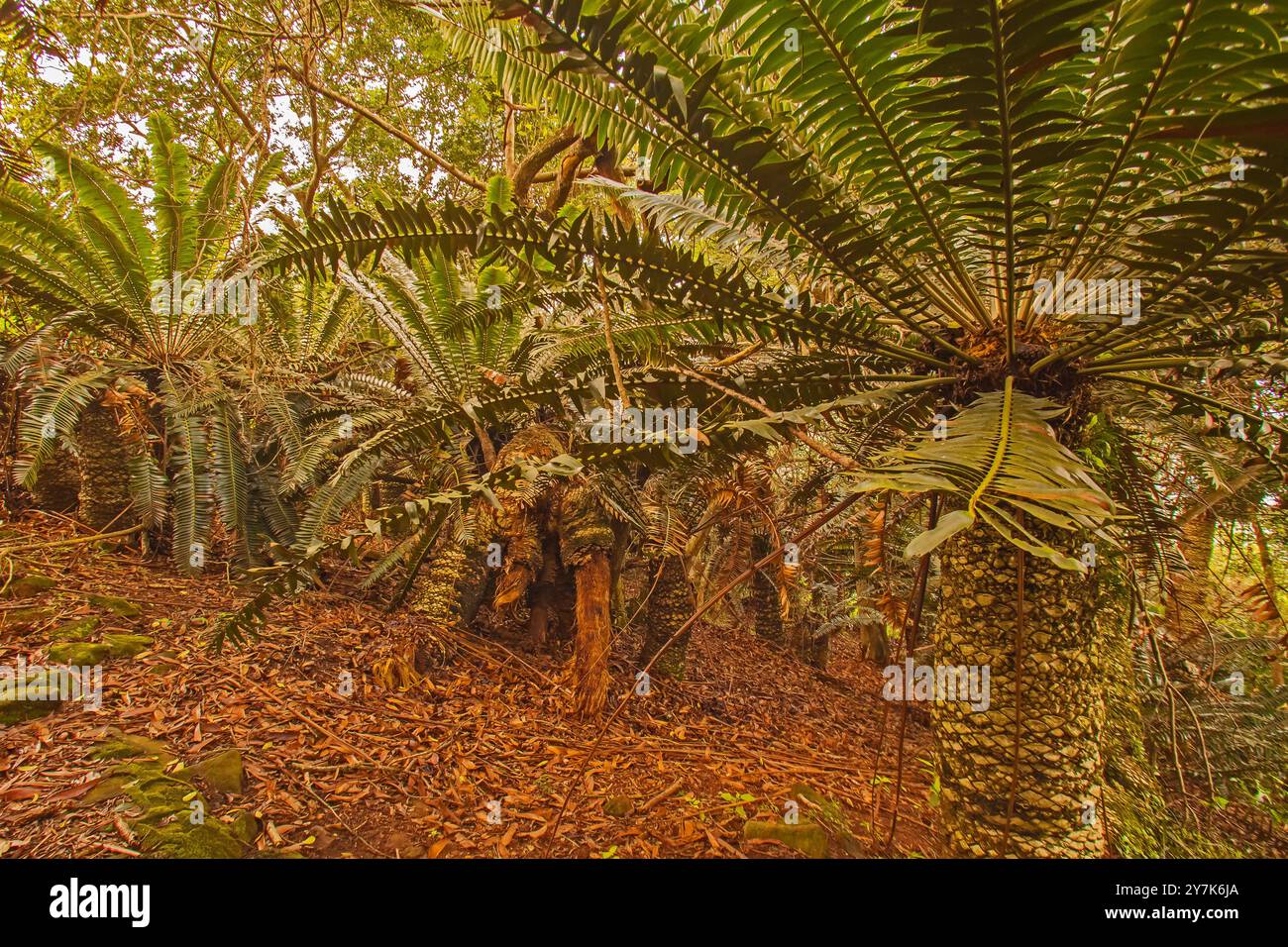 Modjadji Cycad Encephalartos transvenosus 16337 Stock Photo - Alamy