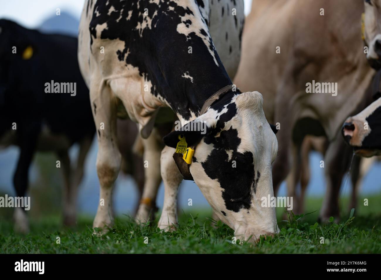 Cows on a meadow. Holstein cow. Eco cow farming. Cows in a mountain ...