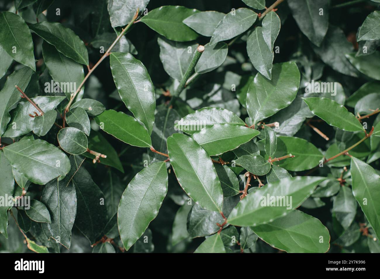 Branches of evergreen laurus tree Stock Photo - Alamy