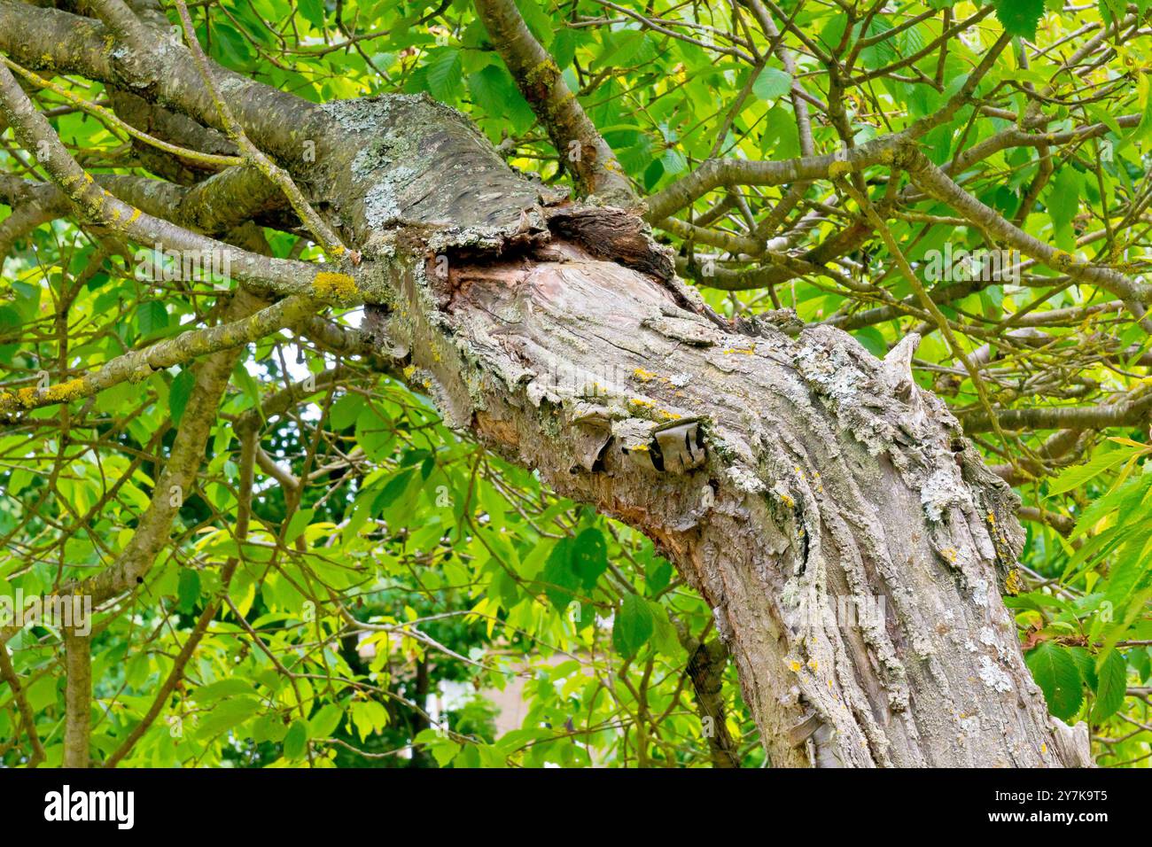 A Cherry tree (prunus avium) growing in a park, crooked and damaged by ...