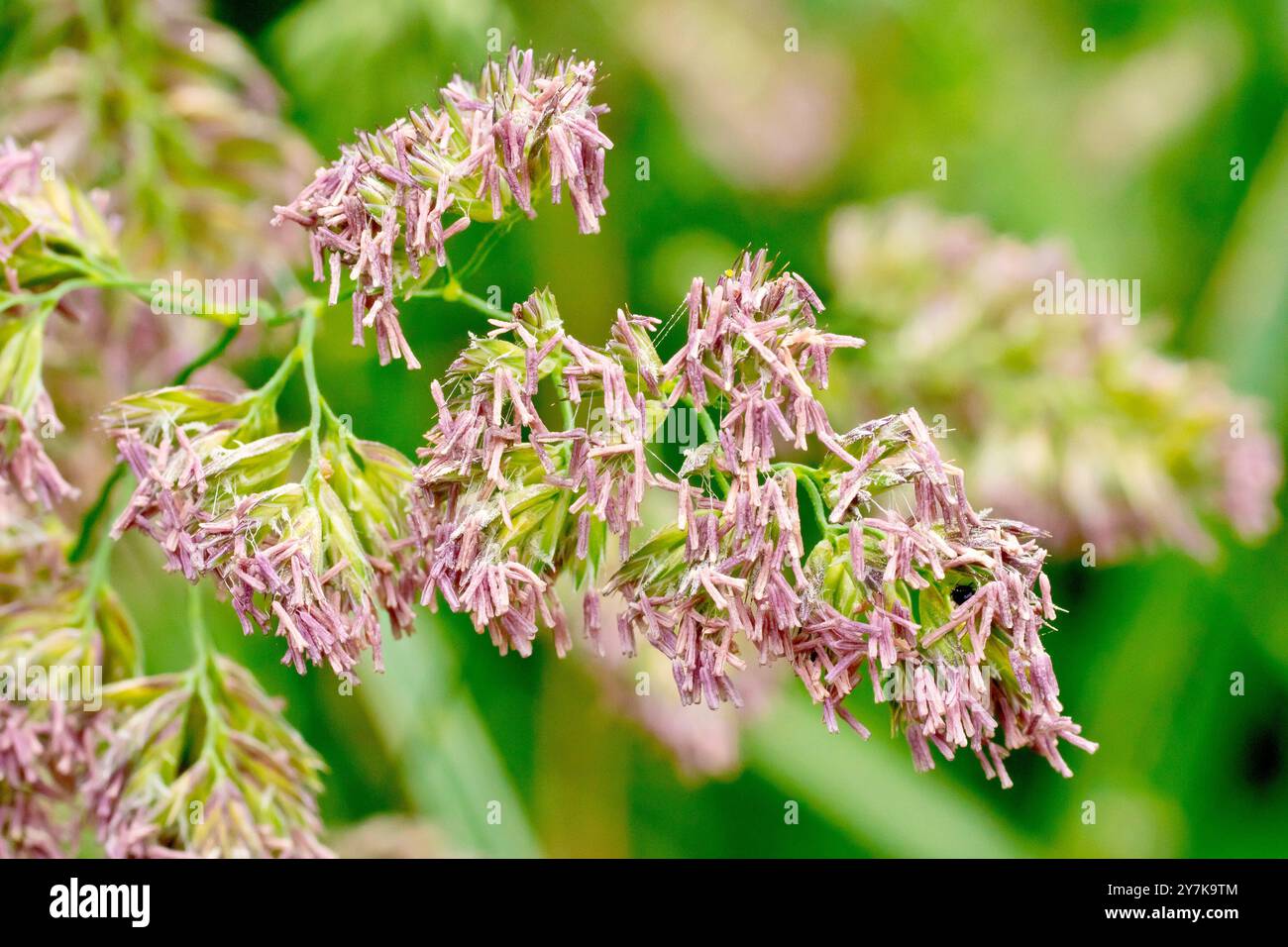 Close up of a grass in flower, most likely Cock's-foot or Cocksfoot ...