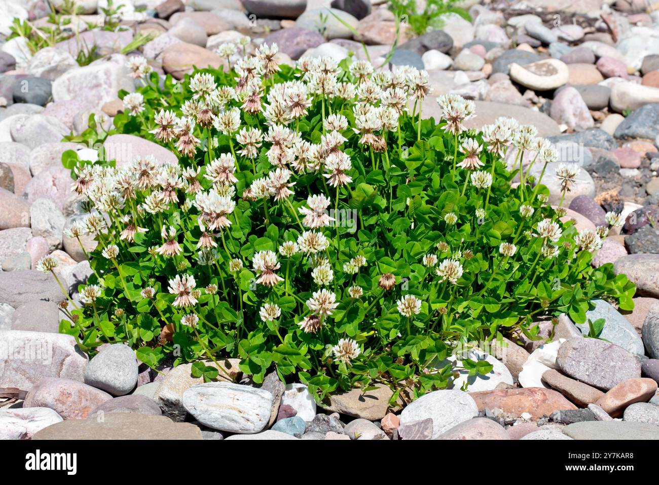 White Clover or Dutch Clover (trifolium repens), close up of a large ...