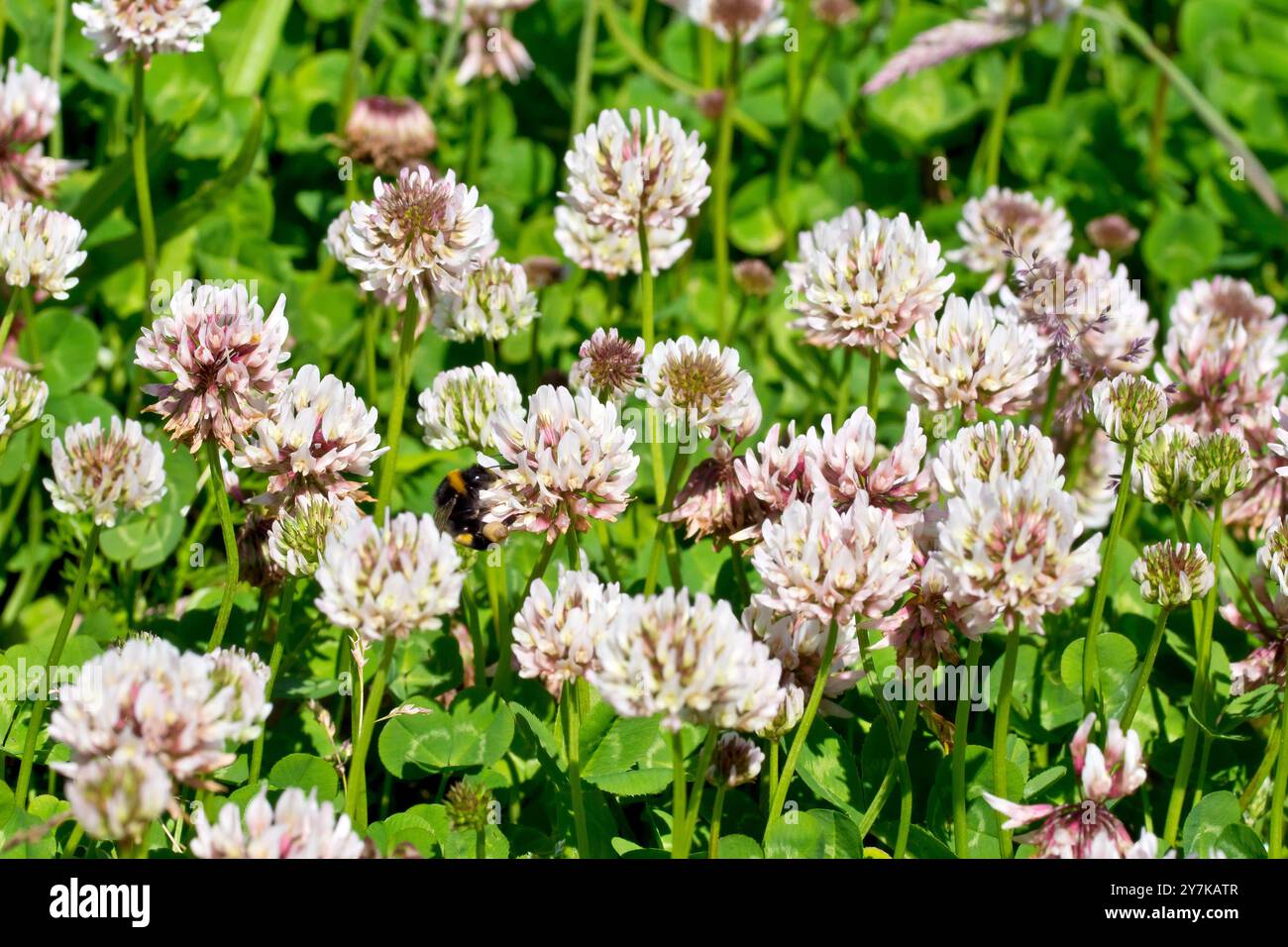 White Clover or Dutch Clover (trifolium repens), close up showing a ...