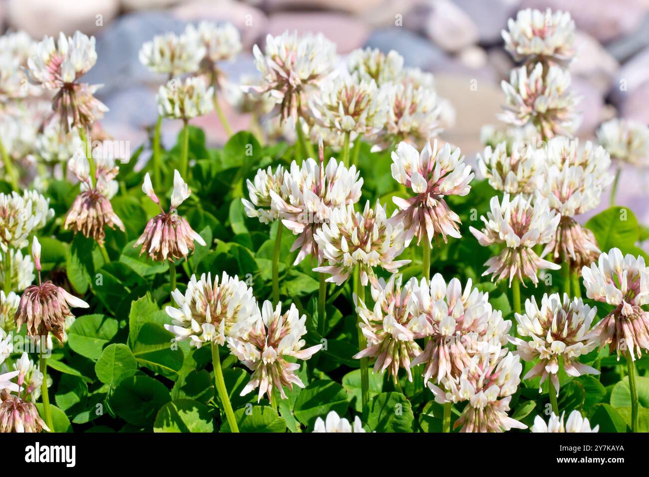 White Clover or Dutch Clover (trifolium repens), close up showing a ...