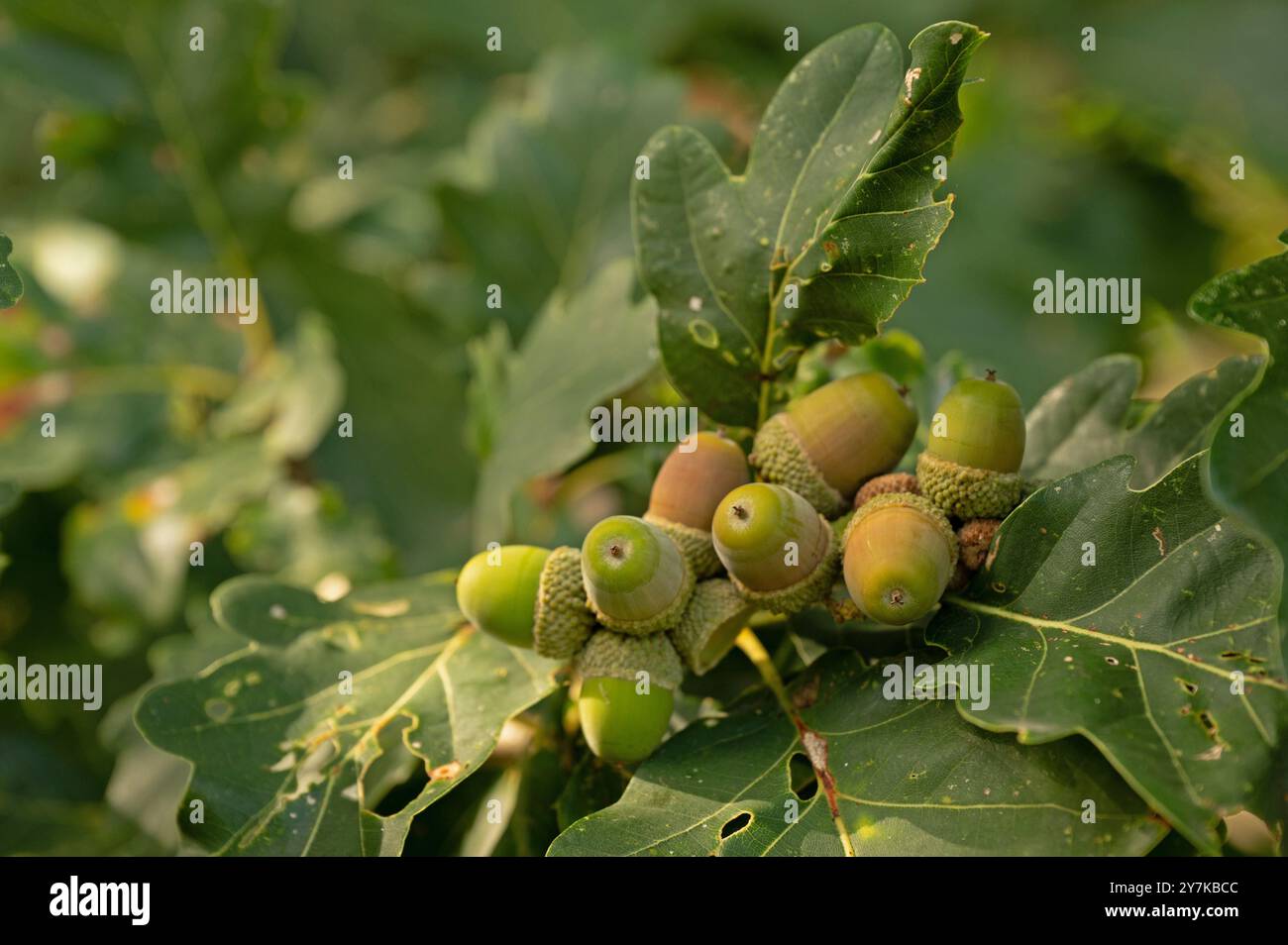 Acorns growing in summer hi-res stock photography and images - Alamy