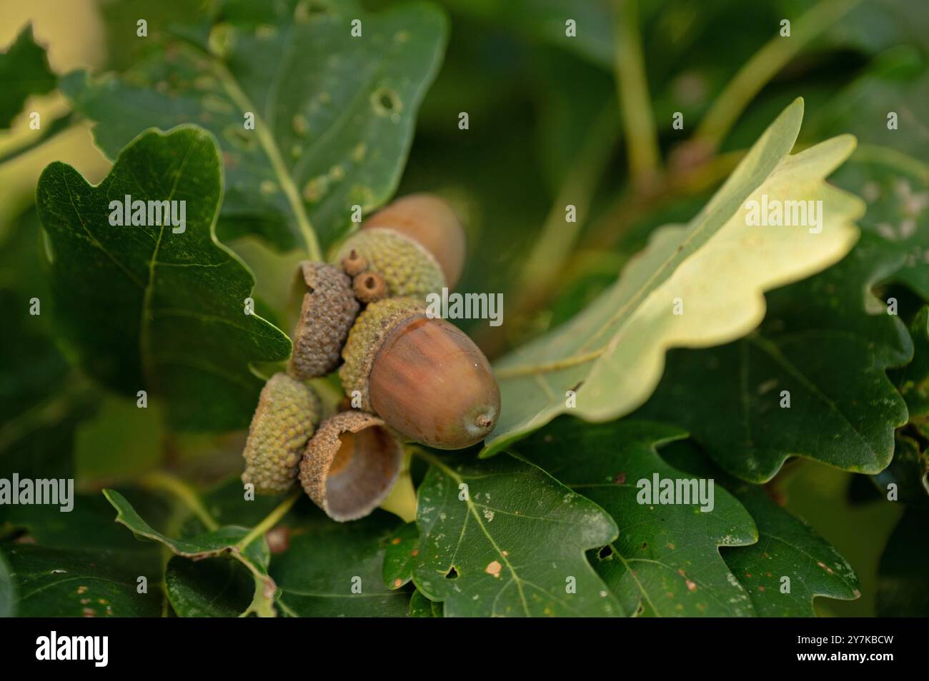 Acorns growing in summer hi-res stock photography and images - Alamy