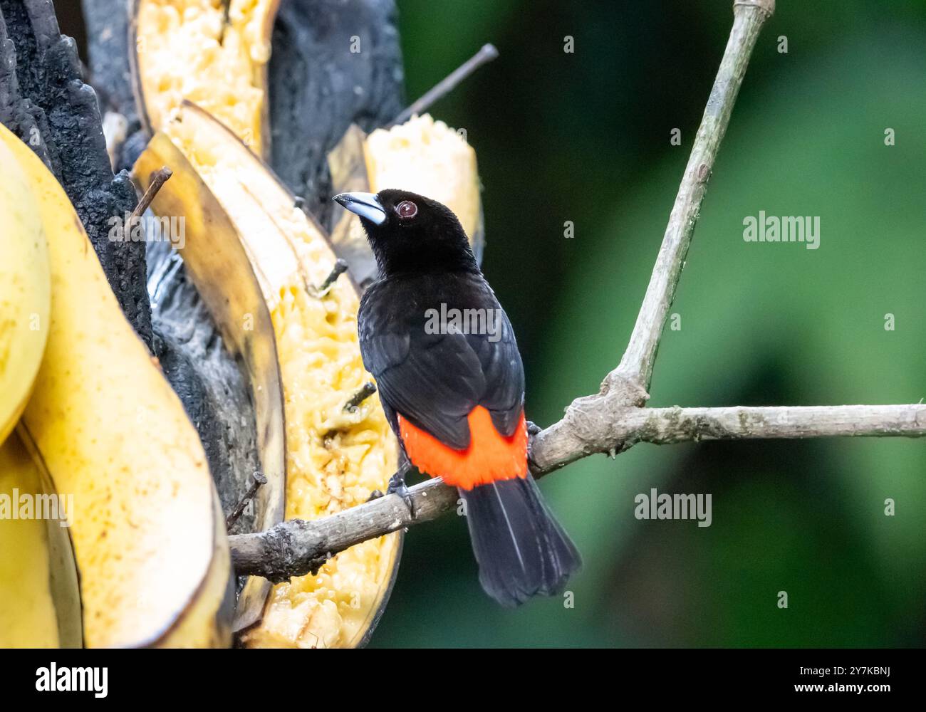 Flame-rumped Tanager (Ramphocelus flammigerus) of Costa Rica Stock ...