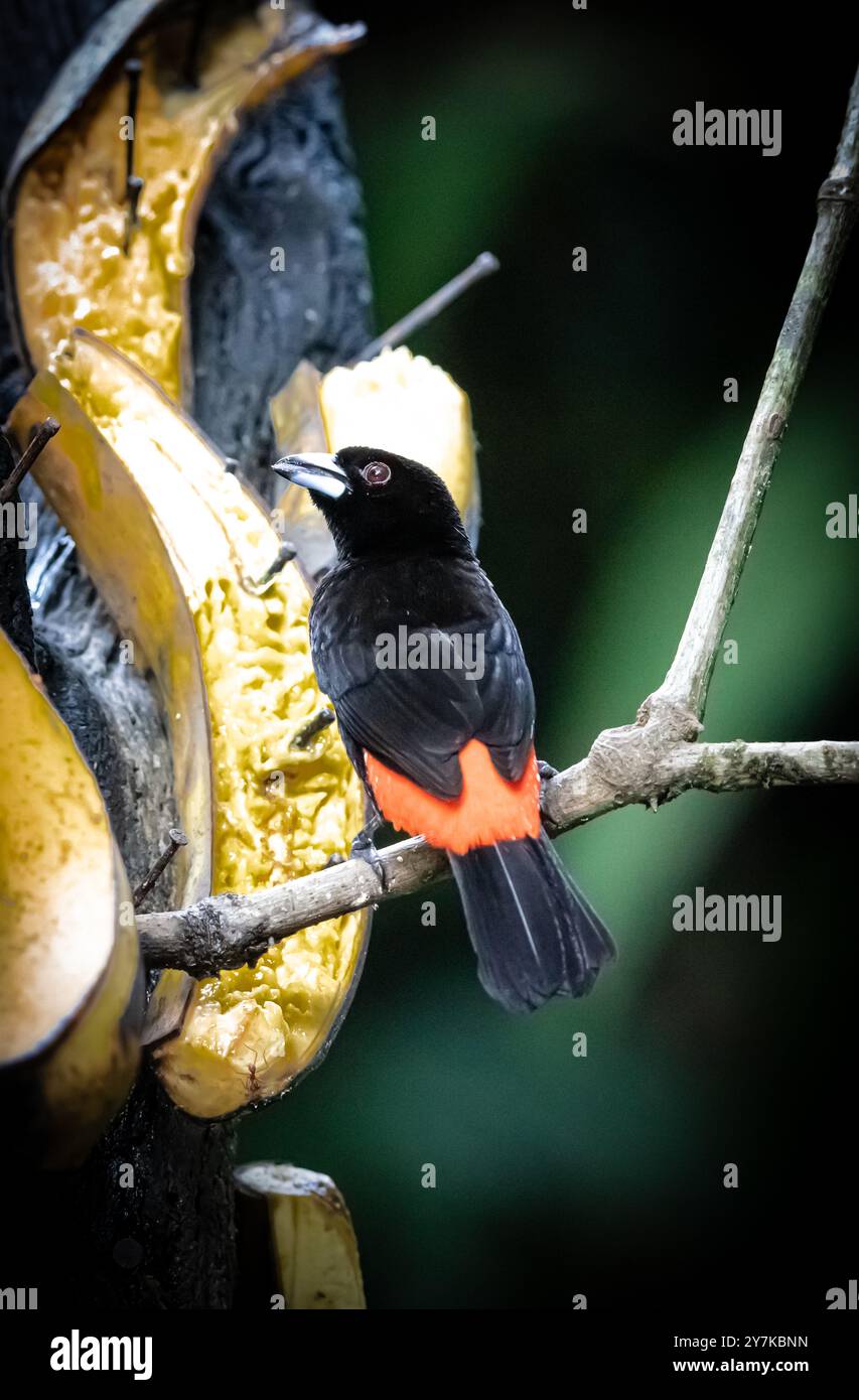 Flame-rumped Tanager (Ramphocelus flammigerus) of Costa Rica Stock ...