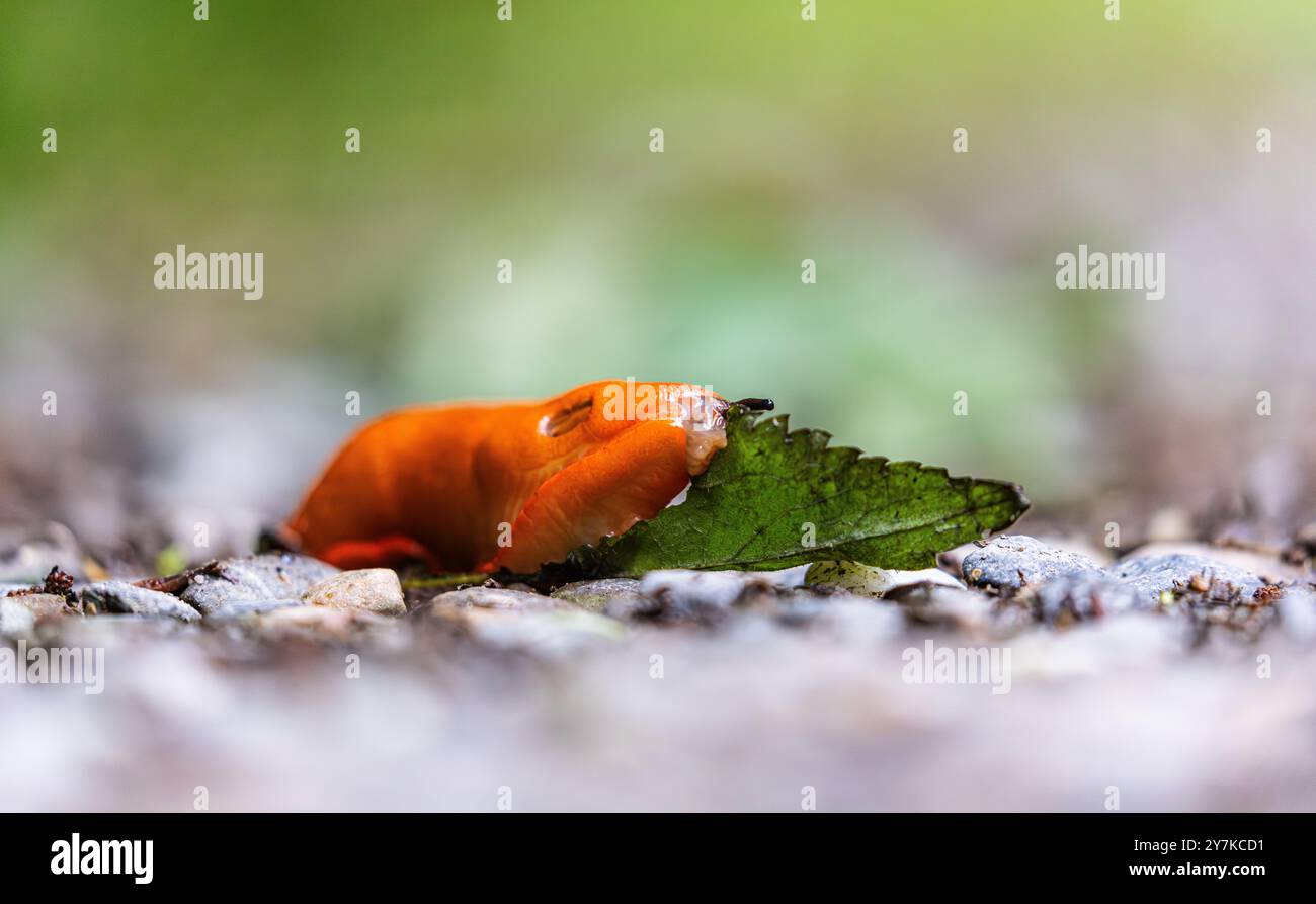 Rafz, Switzerland, 23th Jun 2024: A red slug (Arion rufus) eats a plant ...