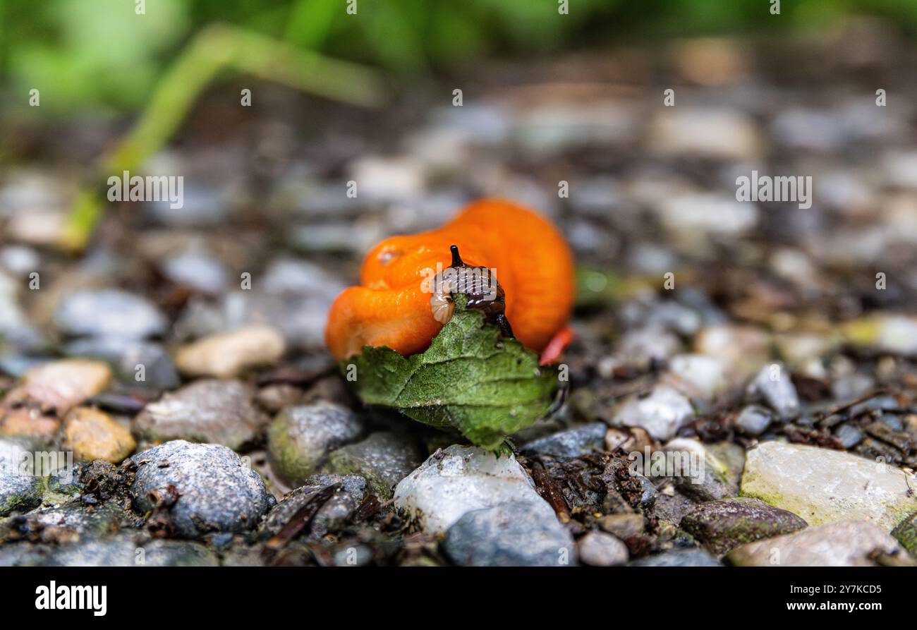 Rafz, Switzerland, 23th Jun 2024: A red slug (Arion rufus) eats a plant ...