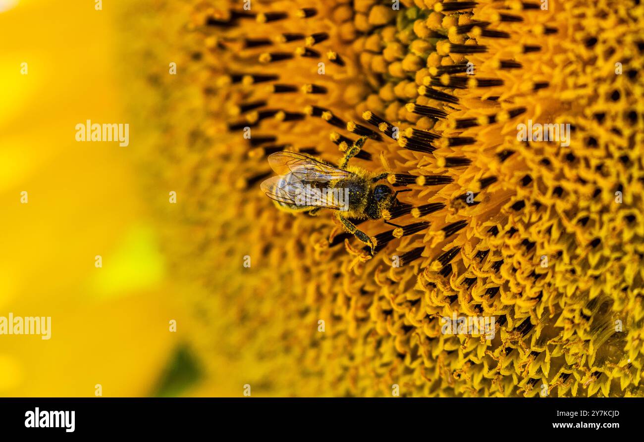 Fauna farbfoto hi-res stock photography and images - Alamy