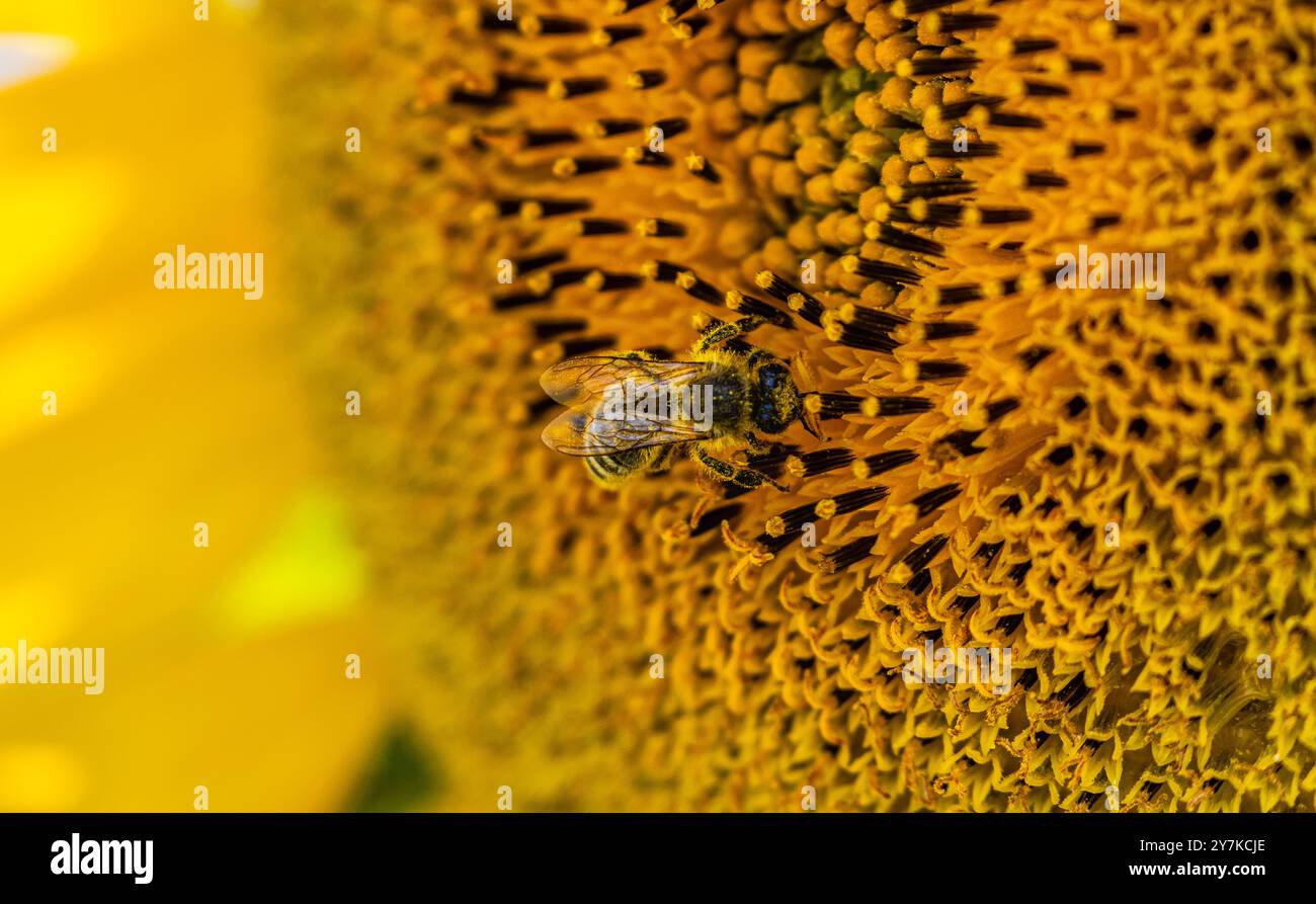 Wil ZH, Switzerland, 21st Jul 2024: A bee at work on a sunflower ...