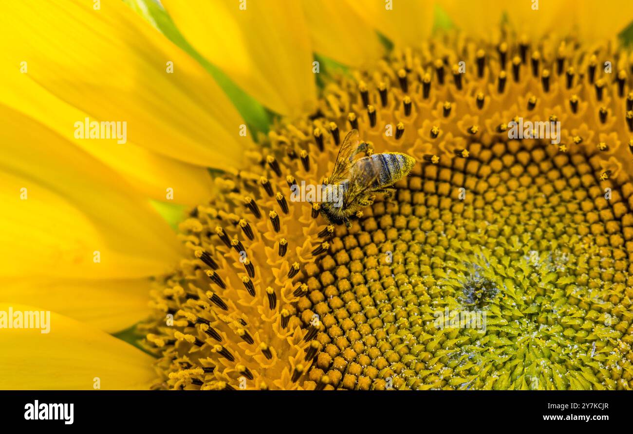 Fauna farbfoto hi-res stock photography and images - Alamy