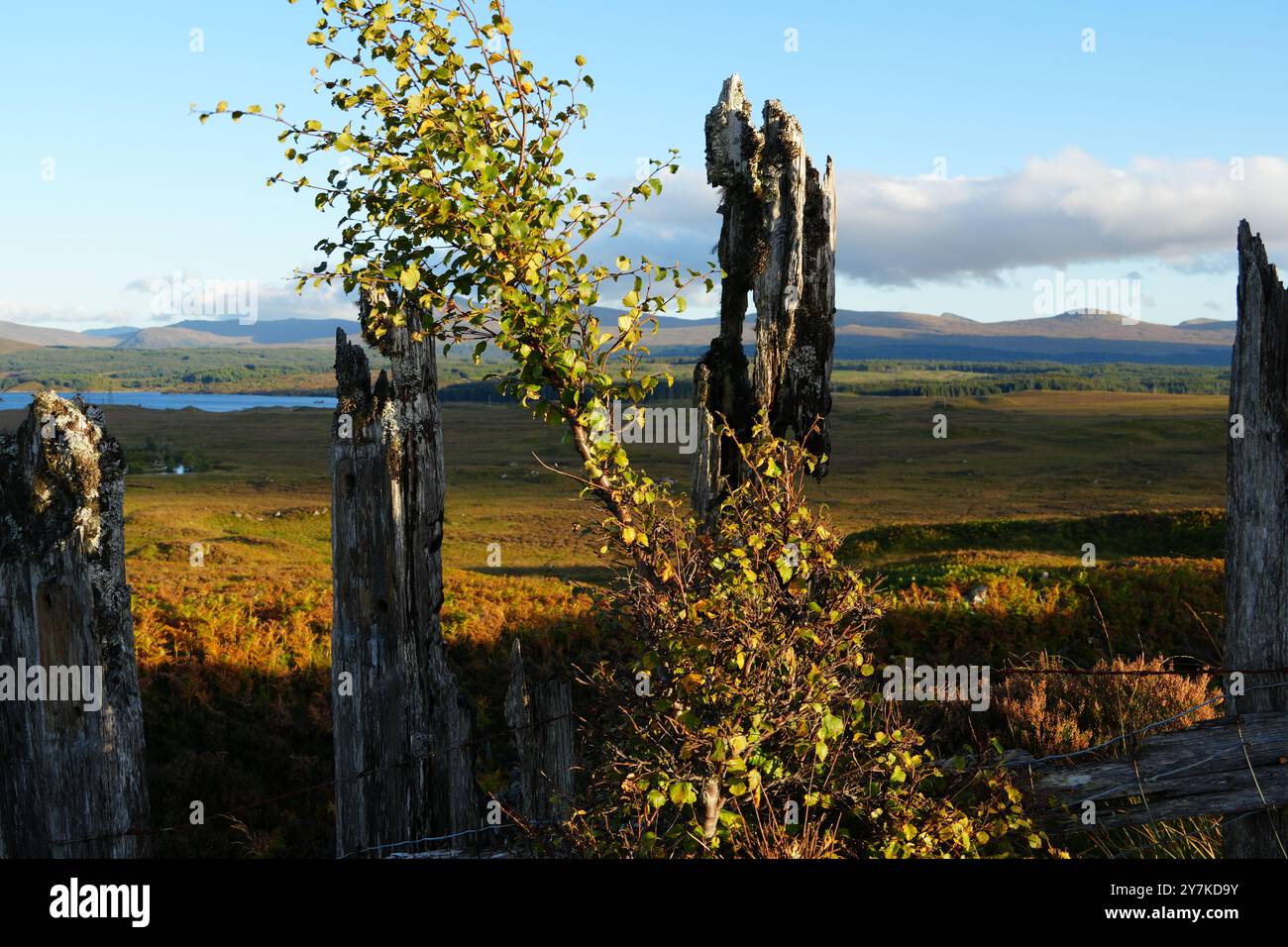 Weathered wooden fencing, Scottish Highlands, Scotland, UK Stock Photo ...