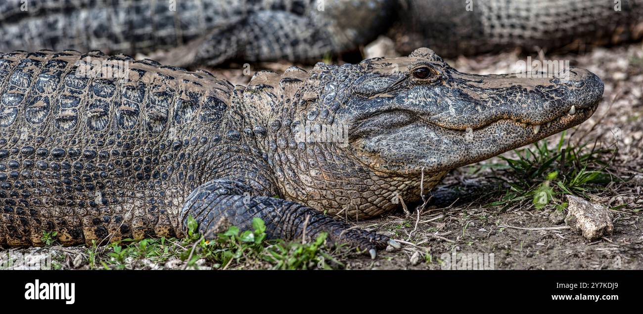 The American Alligator, Alligator mississippiensis, (known colloquially ...