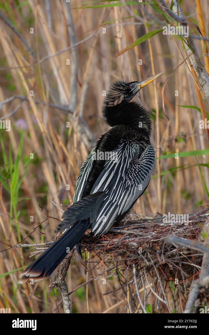 Nesting Anhinga, Anhinga anhinga, Florida Everglades Stock Photo - Alamy