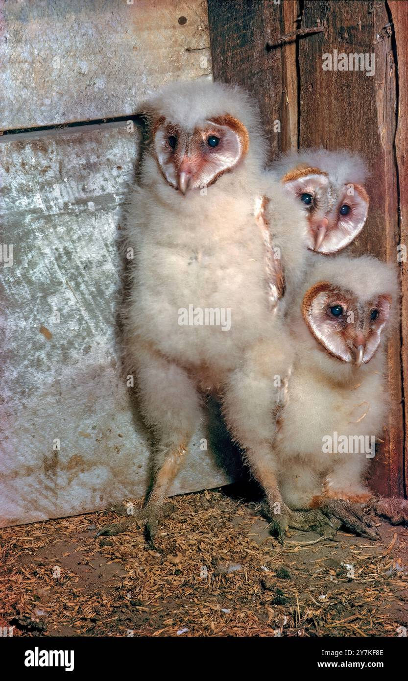 Baby Barn Owls, Tyto alba Stock Photo - Alamy