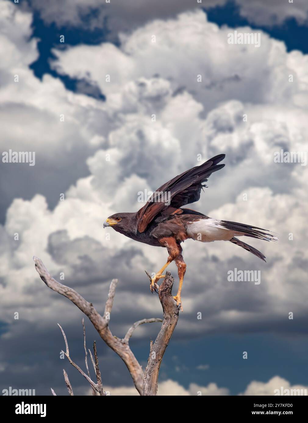 The Harris's Hawk, Parabuteo unicinctus, is formerly known as the bay ...