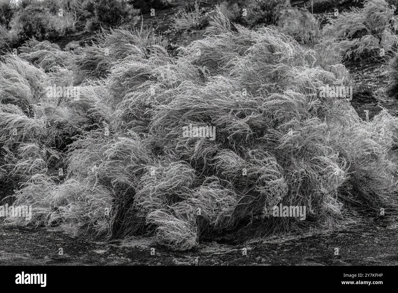 Sand Sagebrush (Artemisia filifolia), Sunset Crater Volcano National ...