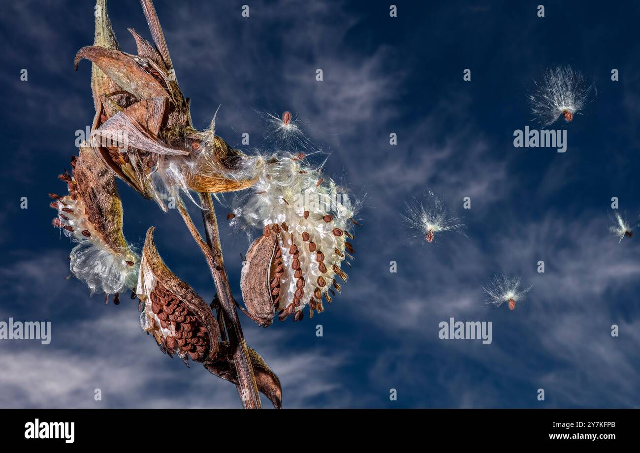 Milkweed seeds common asclepias hi-res stock photography and images - Alamy