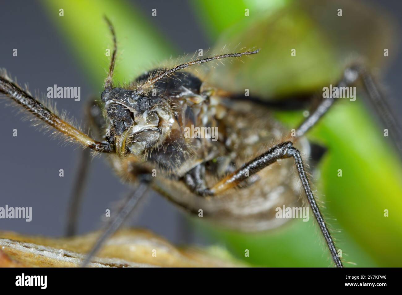 Portrait of an aphid, close-up of the head with details. Bow-legged fir ...