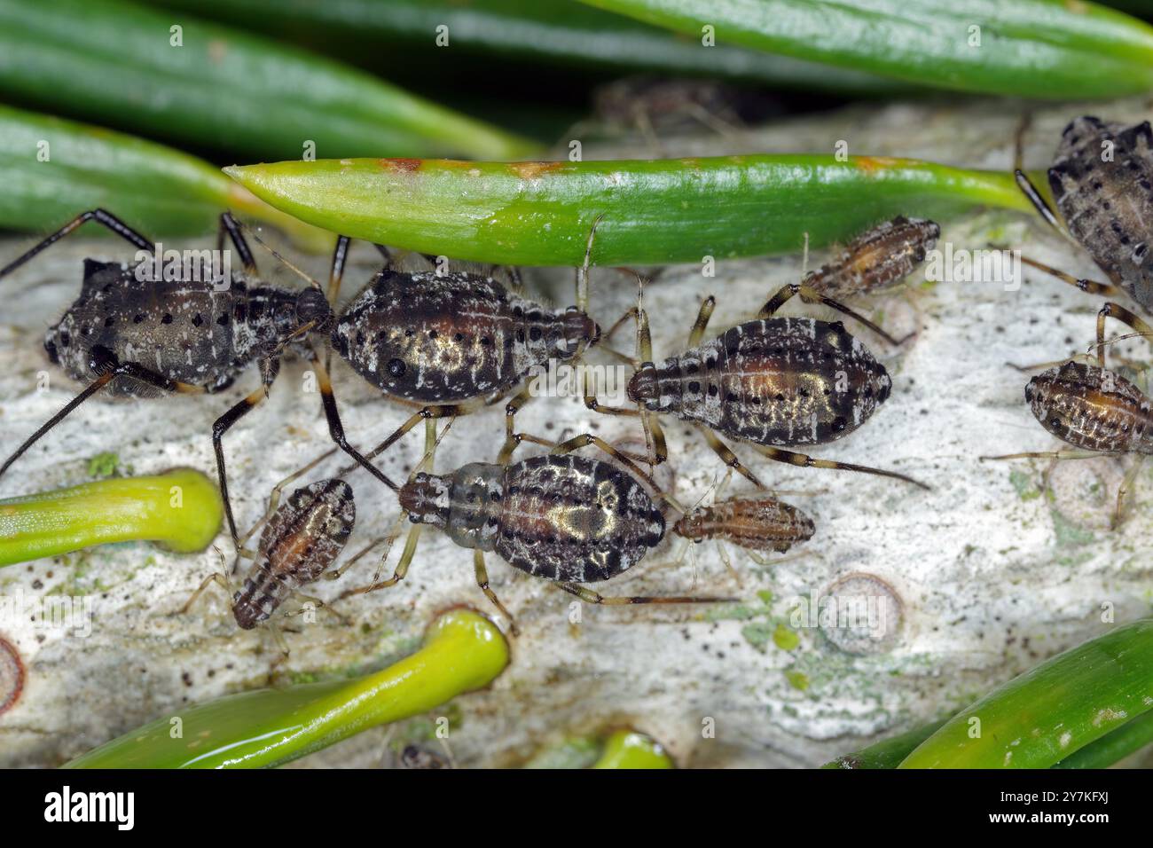 Bow-legged fir-aphid, Cinara curvipes, Aphids sucking out plant juices ...