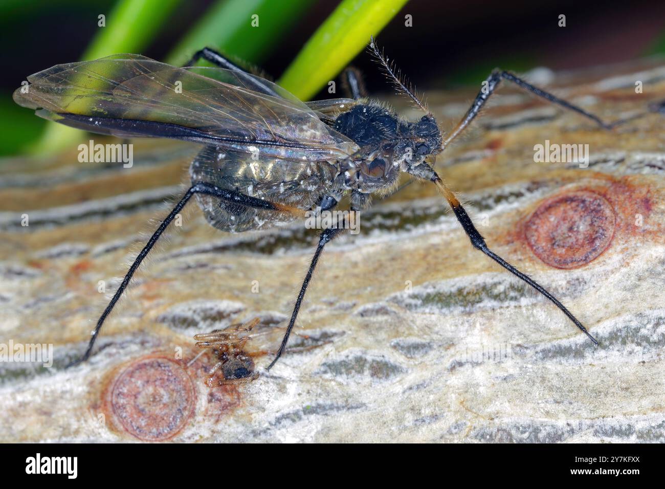 Bow-legged fir-aphid, Cinara curvipes, Aphids sucking out plant juices ...
