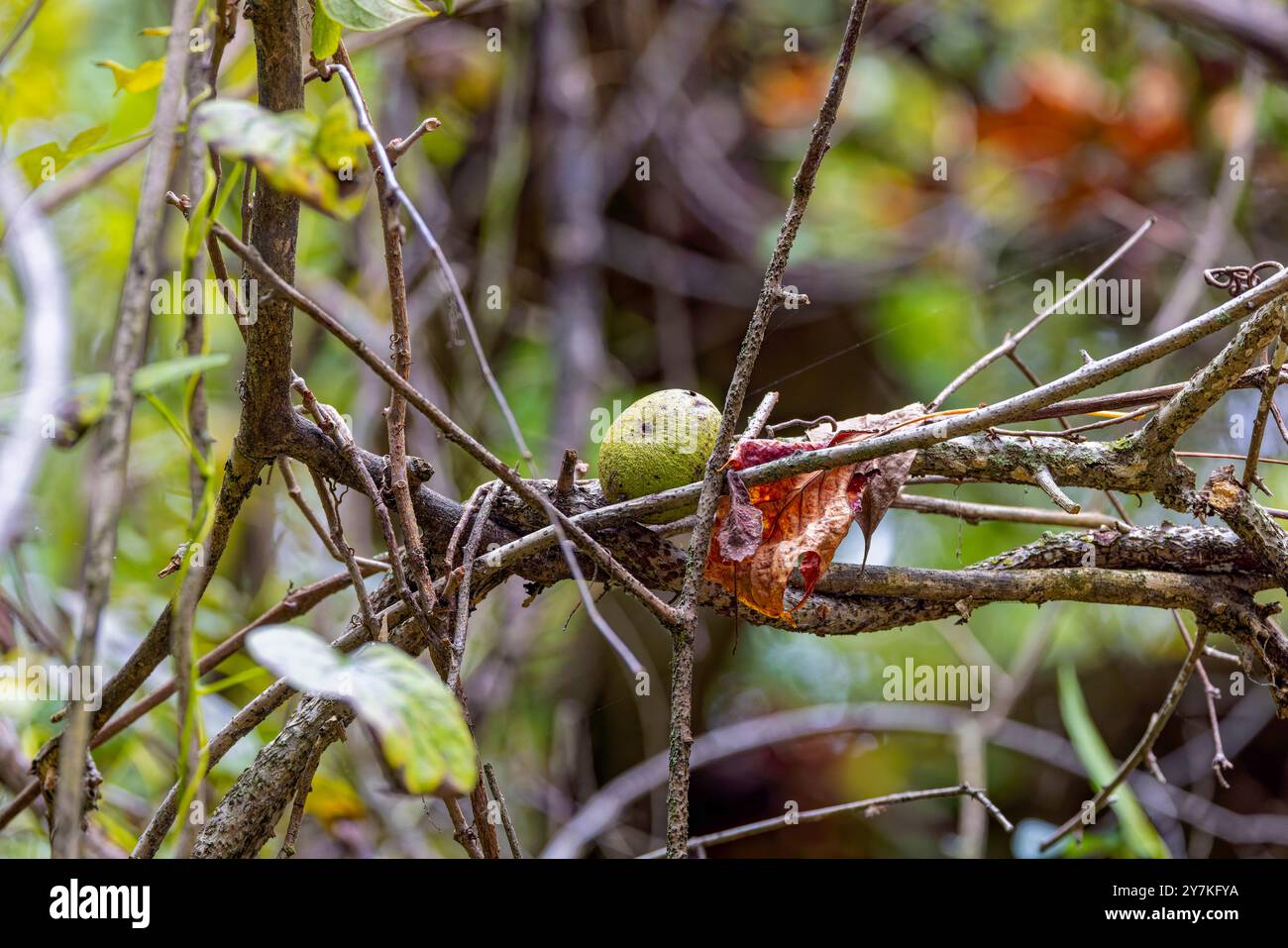 Life cycle of apple tree hi-res stock photography and images - Alamy