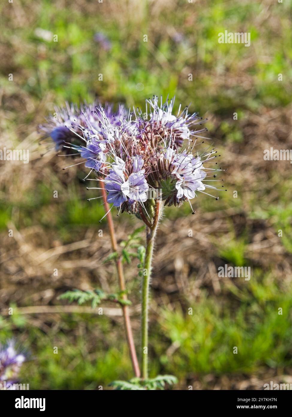 Phacelia tanacetifolia also known as lacy phacelia and used ans a cover ...