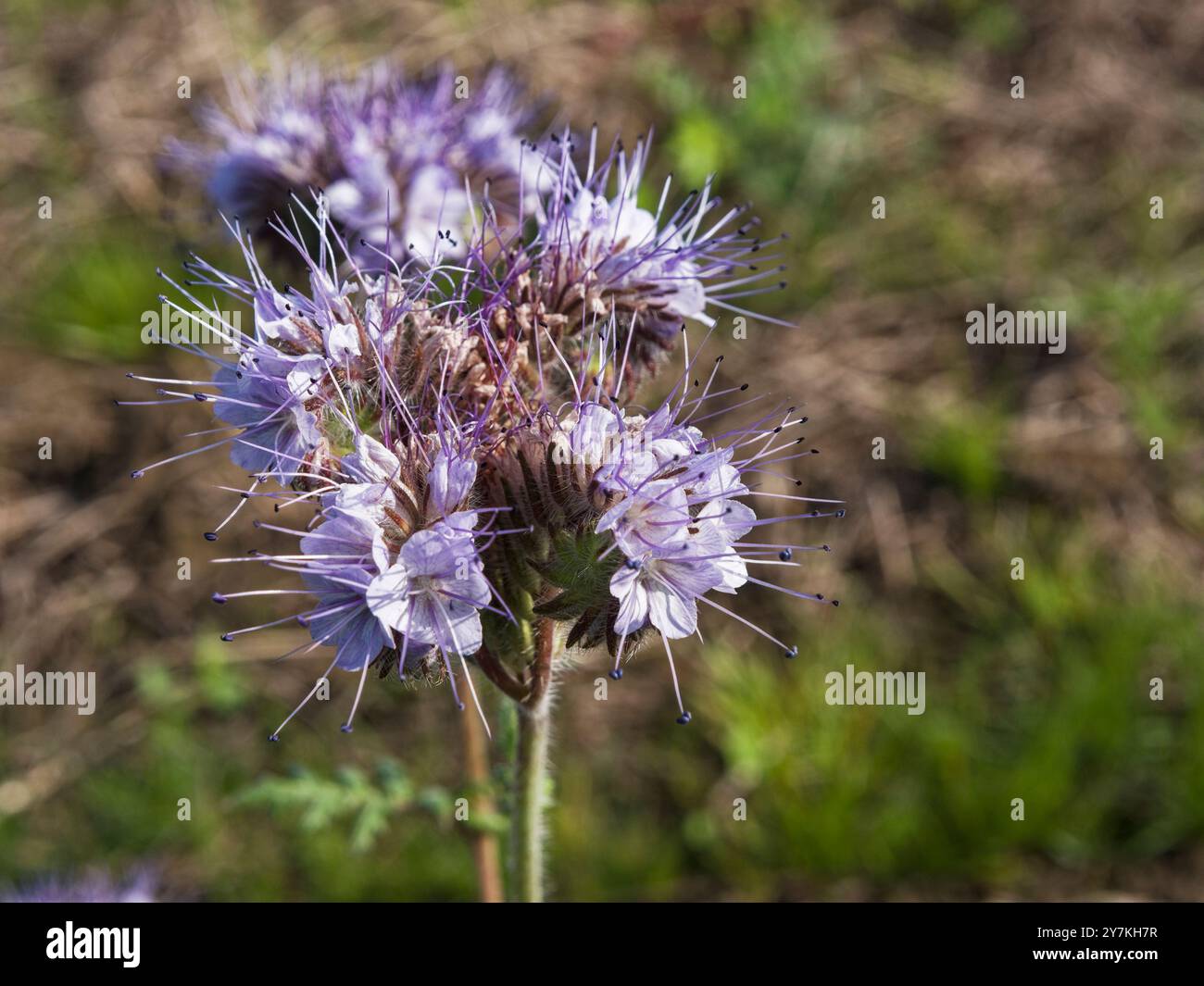 Phacelia tanacetifolia also known as lacy phacelia and used ans a cover ...