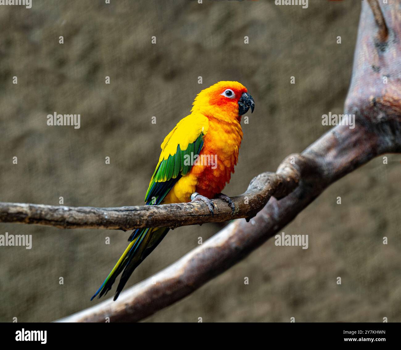 Conure soleil hi-res stock photography and images - Alamy