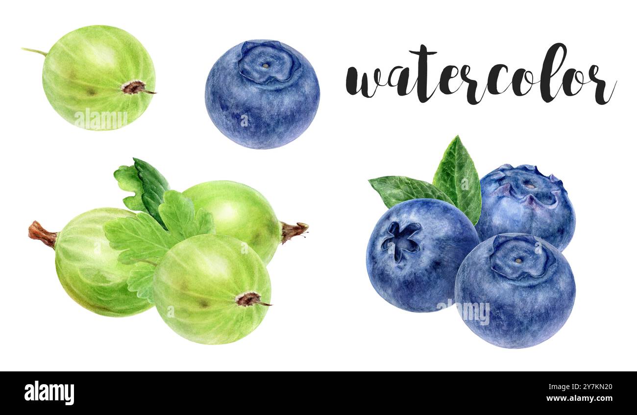 Hand-Painted Watercolor Blueberry and Gooseberry Botanical Illustration ...