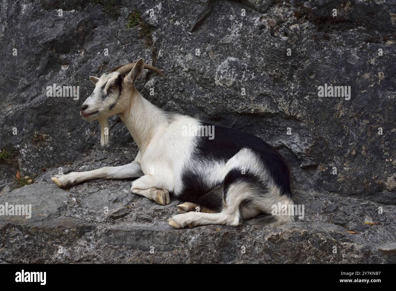 Mountain goat on the Cares gorge path (Garganta del Cares) in the Picos ...