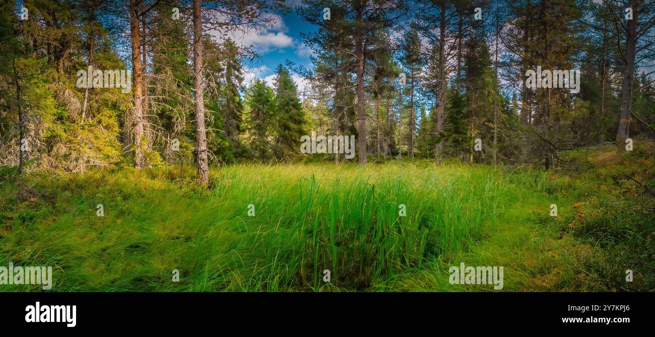 Lush forest clearing with tall grass in a Scandinavian landscape Stock ...
