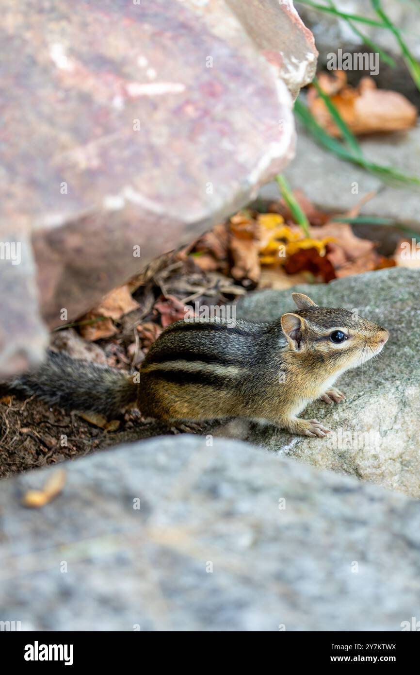 Eastern Chipmunk (Tamias striatus) in Rib Mountain State Park, Wausau ...