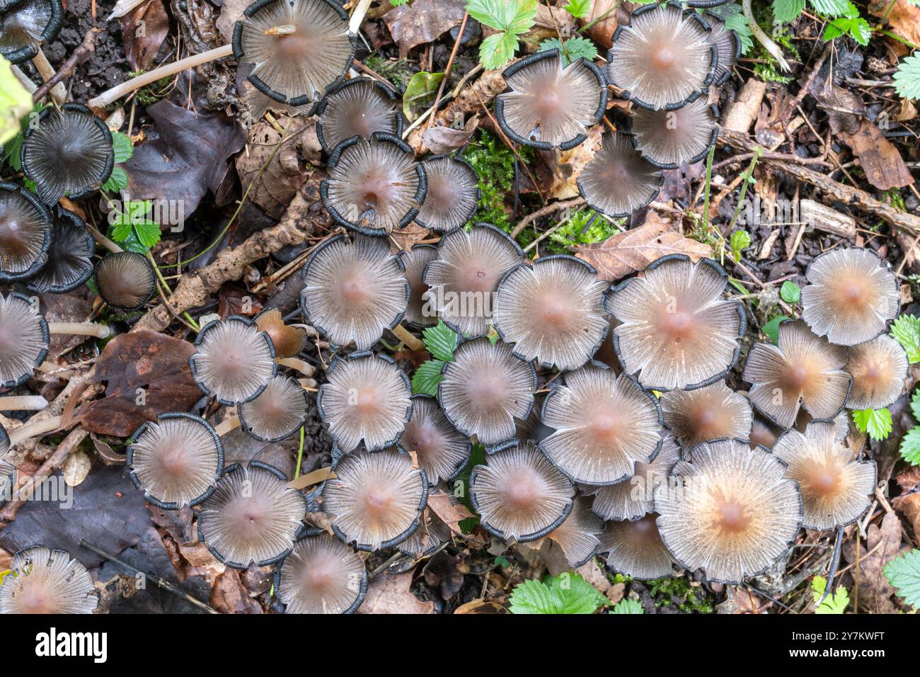 Clump of fungi toadstools mushrooms viewed from above during autumn ...