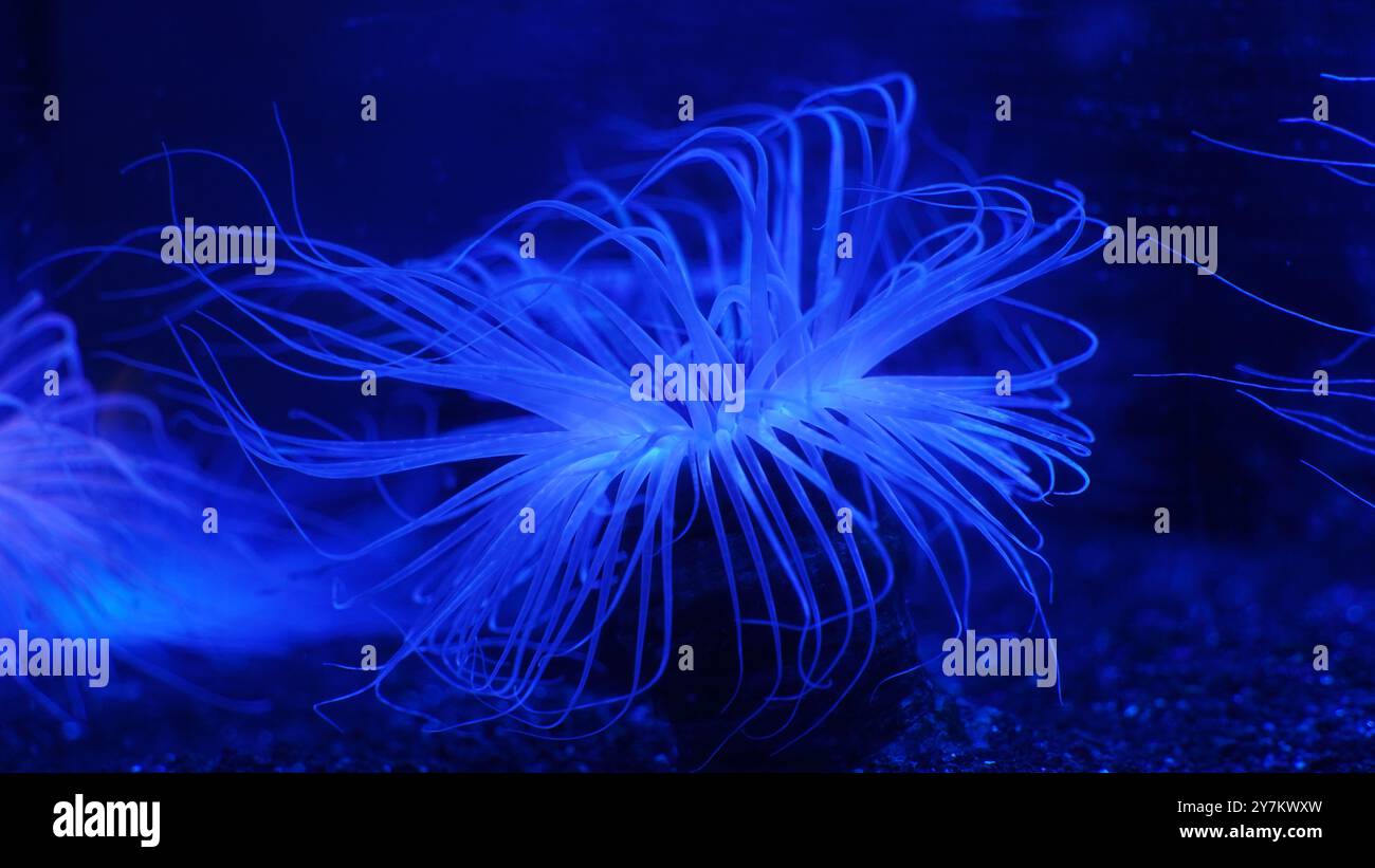 Sea anemone species hi-res stock photography and images - Alamy