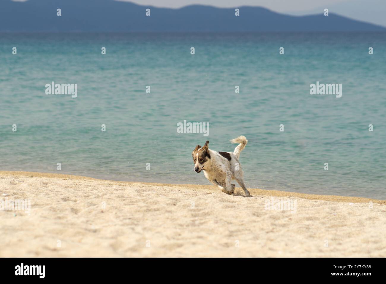Happy dog running on the beach sand Stock Photo - Alamy