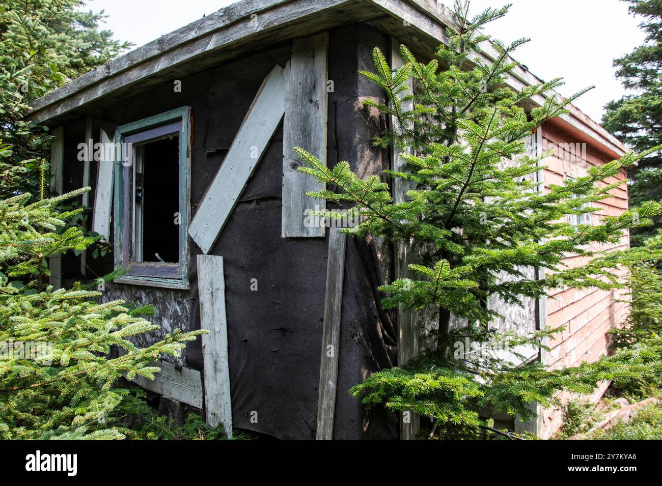Evergreen tree growing into the back of the abandoned dilapidated cabin ...