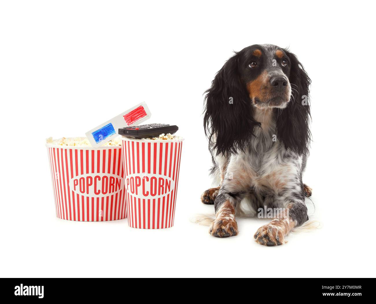 Cute cocker spaniel dog with buckets of popcorn, 3D cinema glasses and TV remote lying on white ...