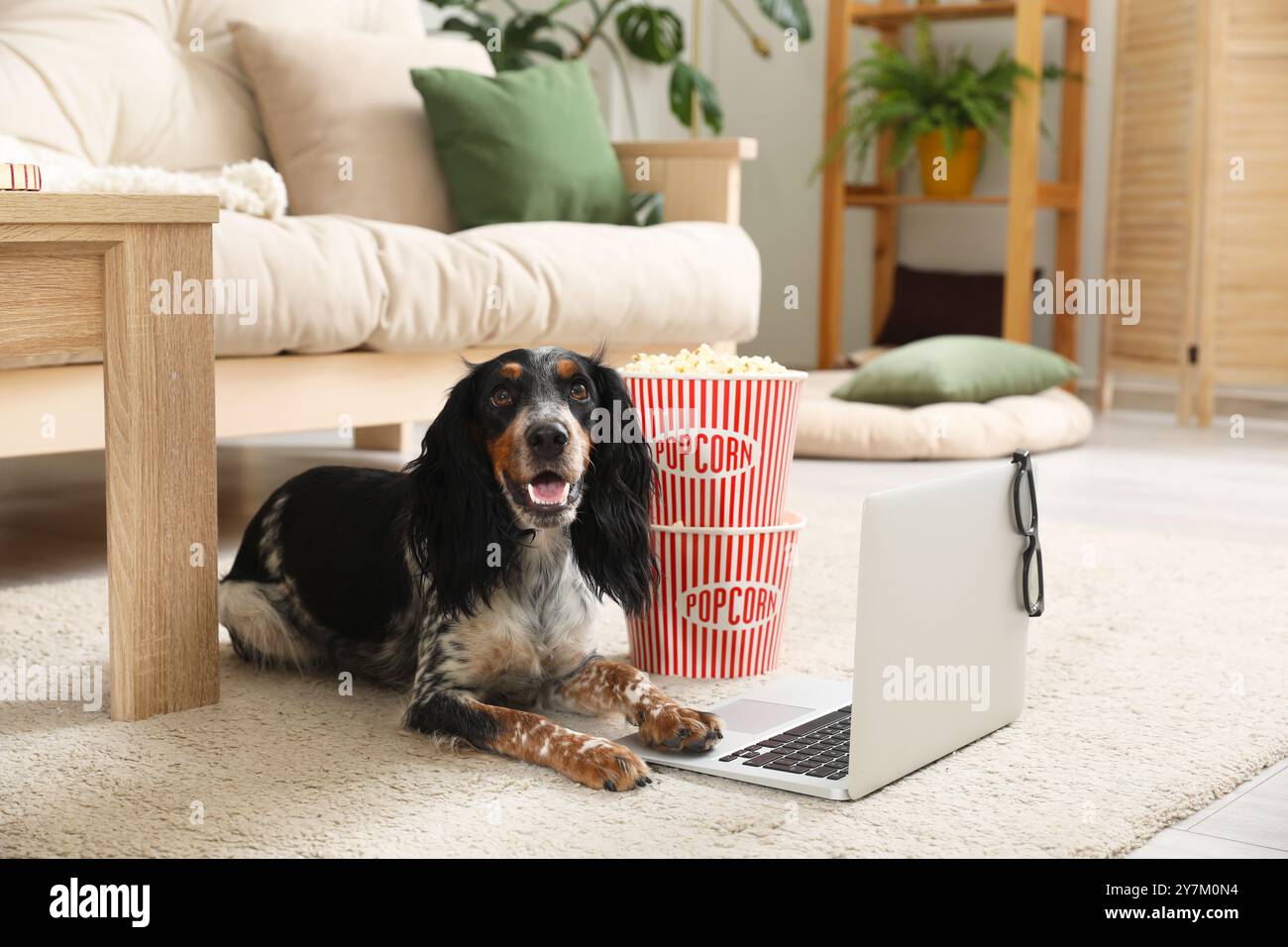 Cute cocker spaniel dog with buckets of popcorn, laptop and 3D cinema glasses lying on carpet in ...