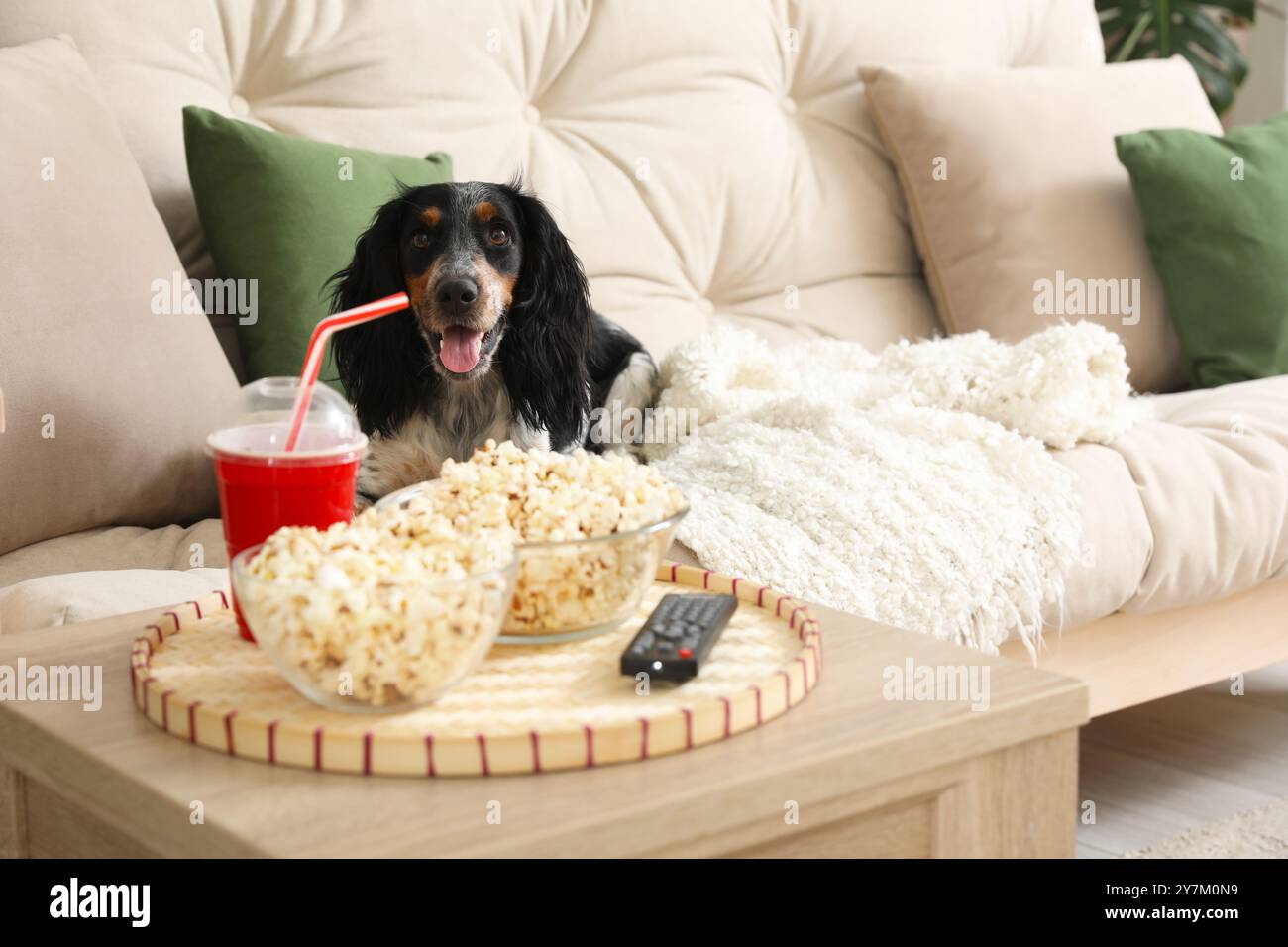 Cute cocker spaniel dog with bowls of popcorn, soda and TV remote lying on sofa in living room ...