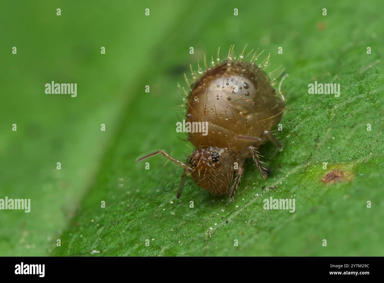 A close-up macro photograph of a tiny brown insect with spiky hairs on ...