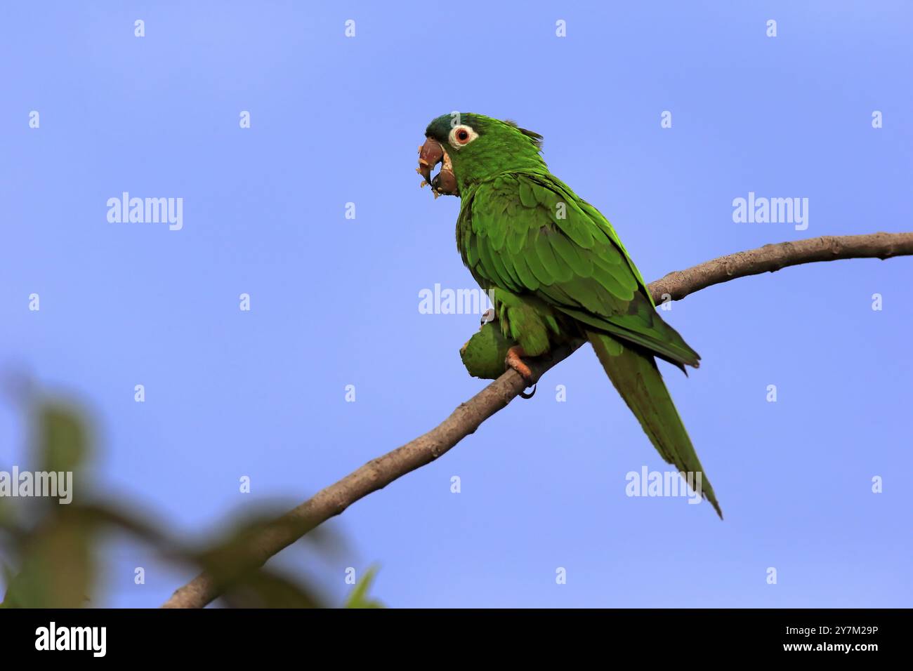Sharp-tailed Parakeet (Thectocercus acuticaudatus), adult on tree ...