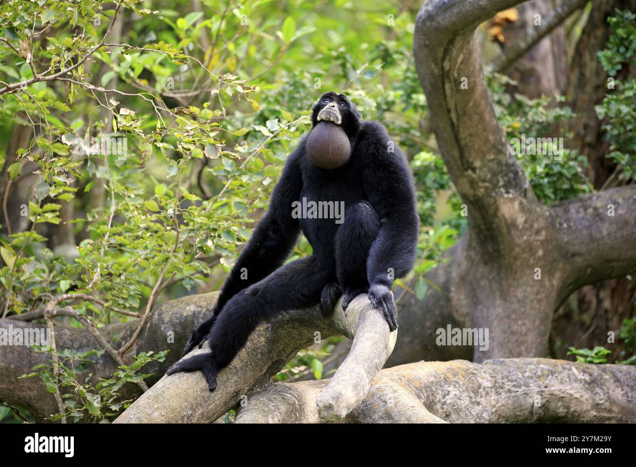 Siamang (Symphalangus syndactylus), adult calling, Southeast Asia Stock ...
