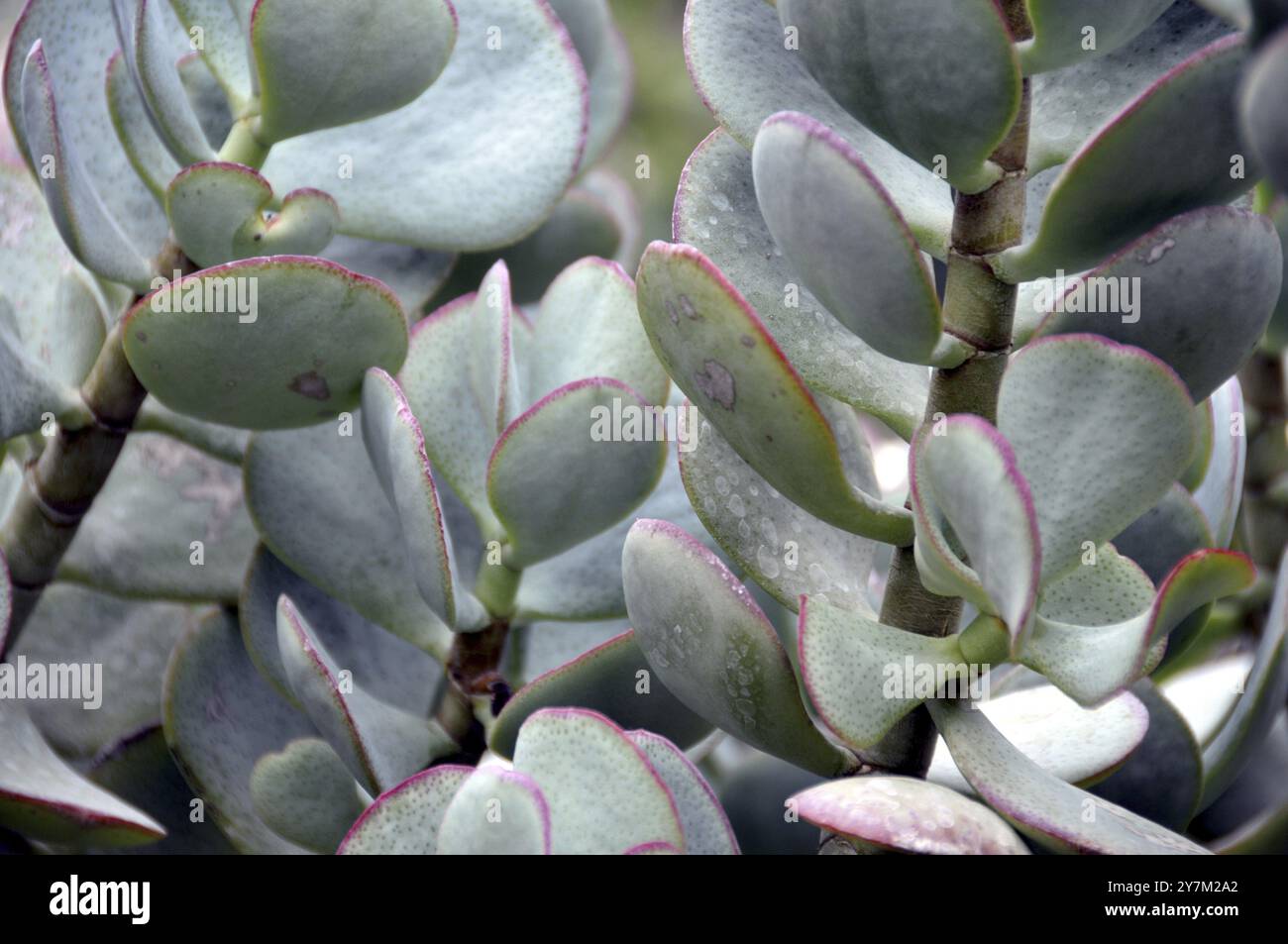 Money tree, Crassula arborescens, South Africa, Africa Stock Photo - Alamy
