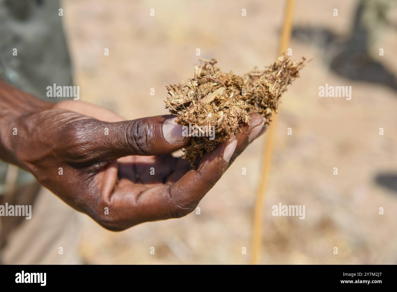 Dried faeces hi-res stock photography and images - Alamy
