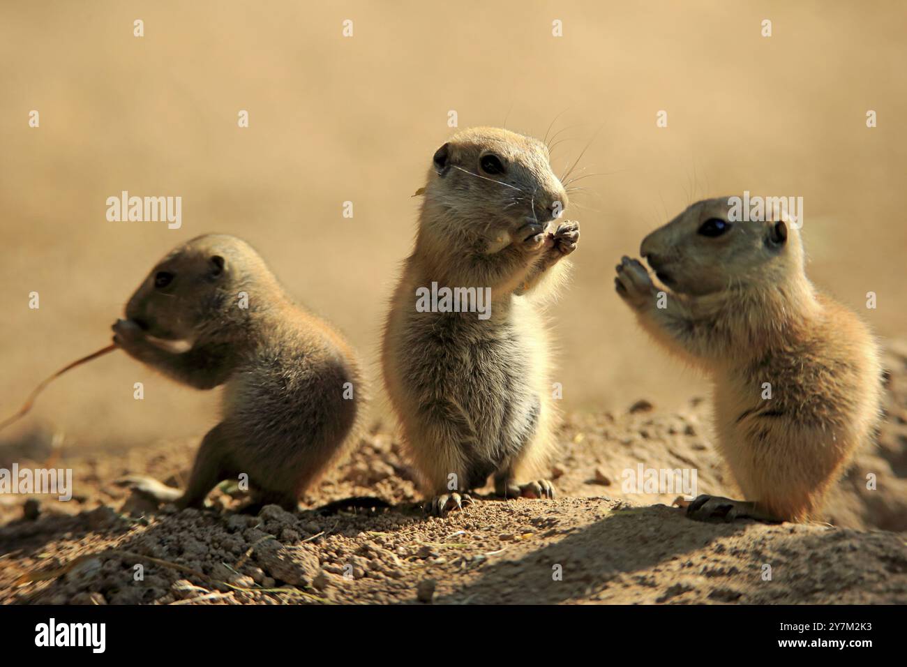 Black-tailed prairie dog (Cynomys ludovicianus), three young animals ...