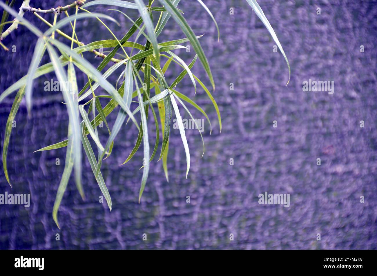Bottle tree, Brachychiton spec., Australia, Oceania Stock Photo - Alamy
